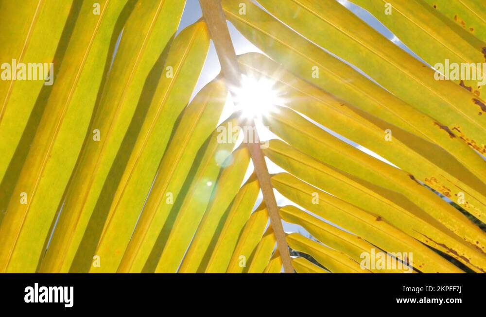 Caribbean palm leaf Stock Videos & Footage - HD and 4K Video Clips - Alamy