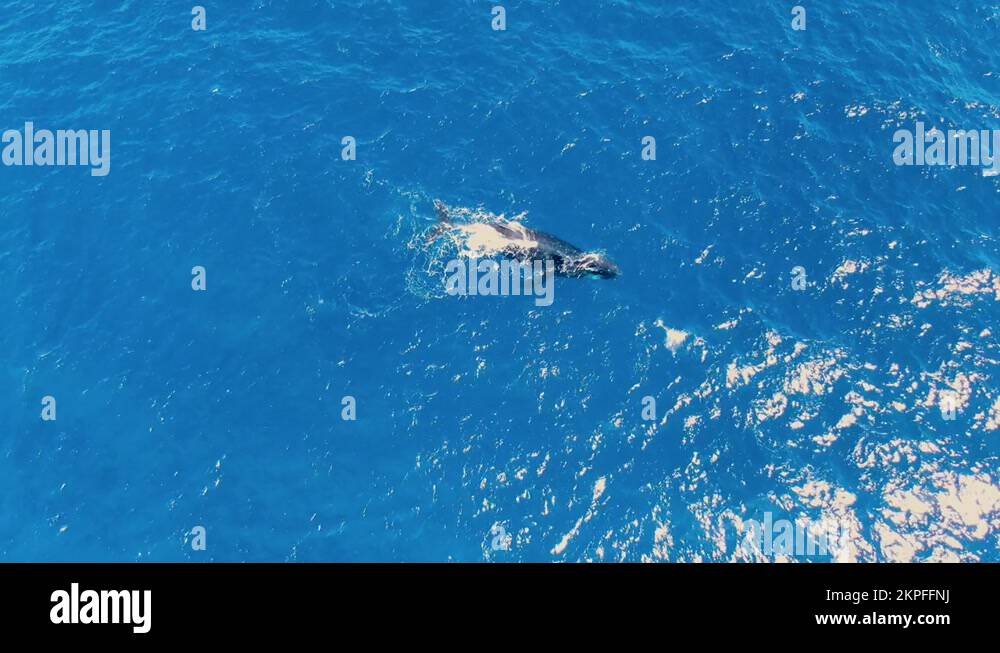 mother humpback whale pushing calf to the surface for after giving ...