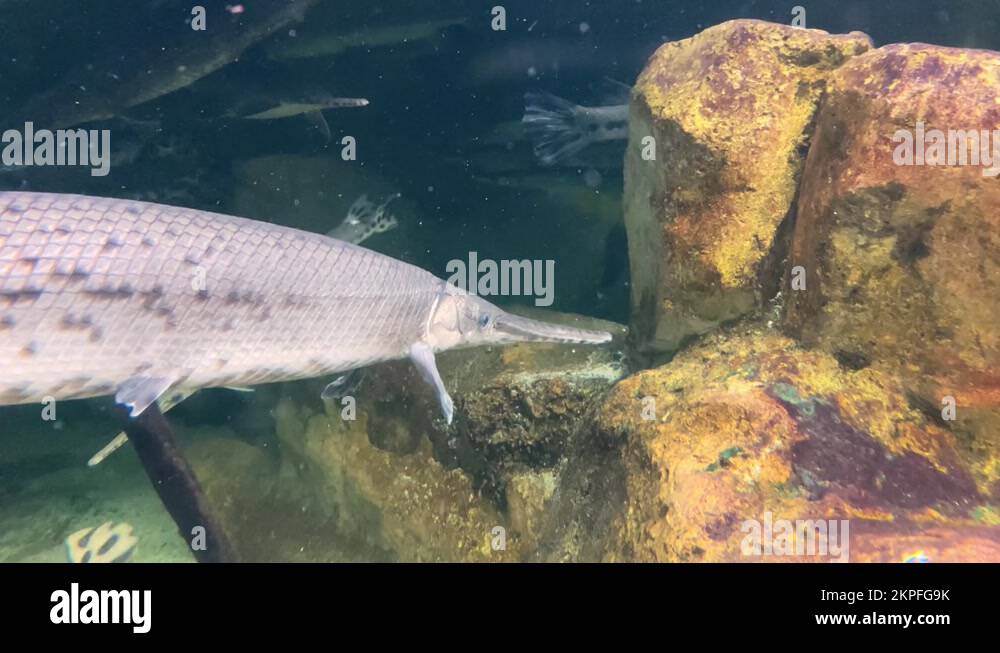 Longnose gar fish Stock Videos & Footage - HD and 4K Video Clips - Alamy