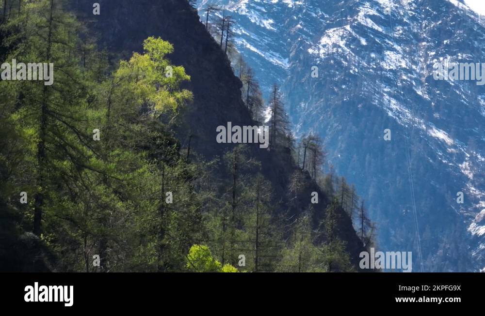 Scenic italian trees Stock Videos & Footage - HD and 4K Video Clips - Alamy