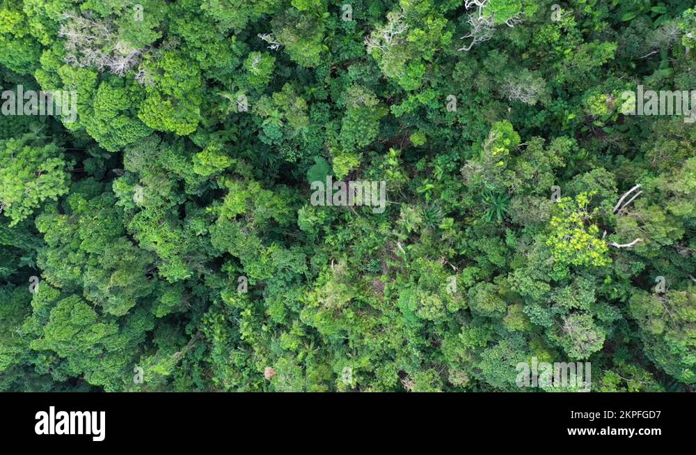 North queensland rainforest aerial Stock Videos & Footage - HD and 4K ...