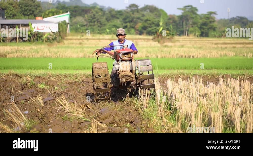 Plowing rice fields Stock Videos & Footage - HD and 4K Video Clips - Alamy