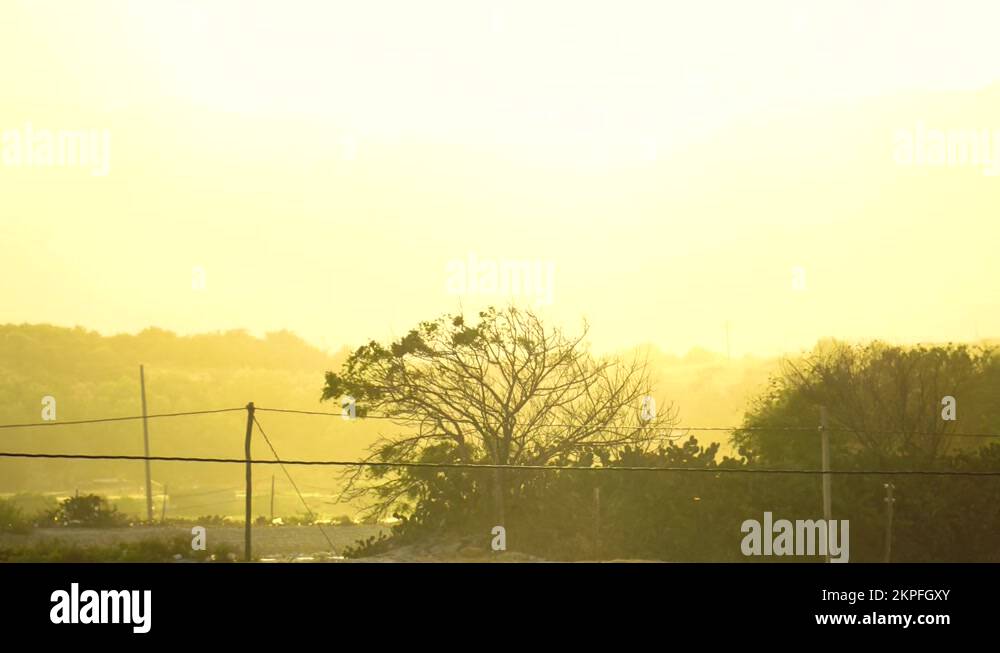 Strong wind shakes the branches of trees. Shot made against the shining ...