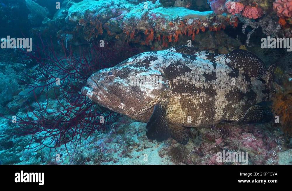 Goliath grouper Stock Videos & Footage - HD and 4K Video Clips - Alamy