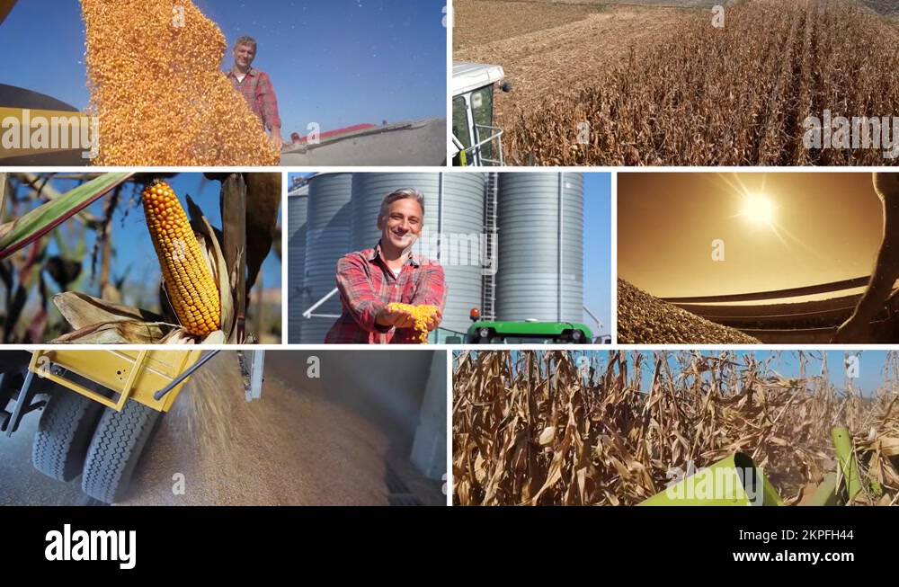 Ethanol production corn Stock Videos & Footage - HD and 4K Video Clips ...