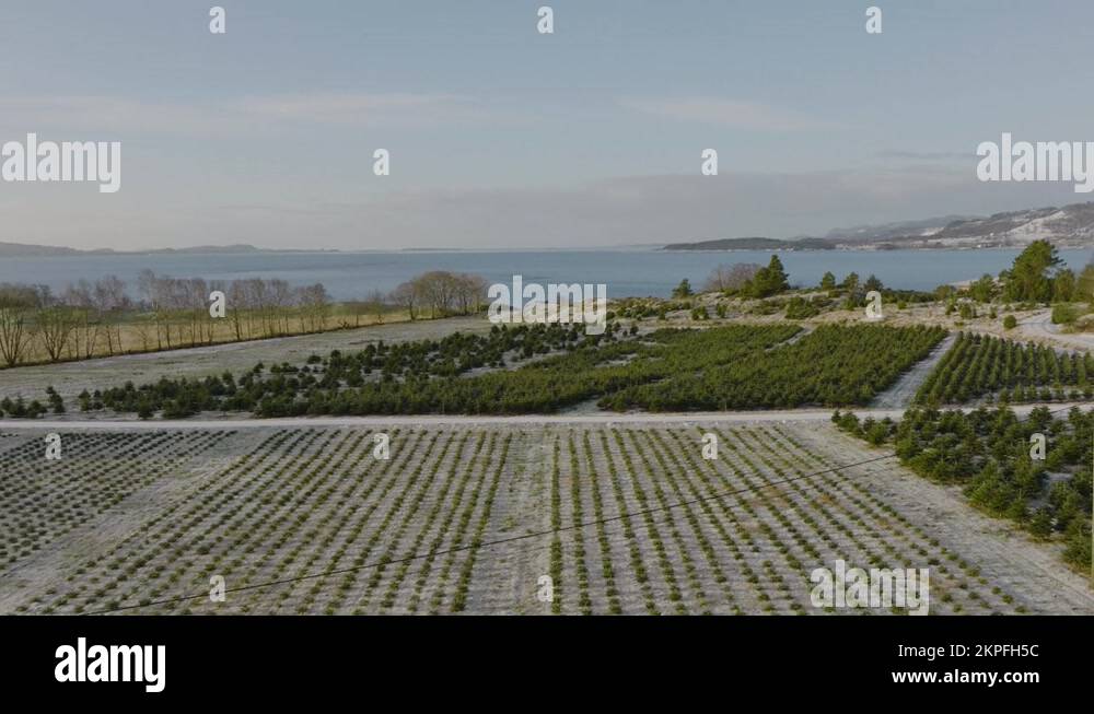 Offshore tree Stock Videos & Footage - HD and 4K Video Clips - Alamy