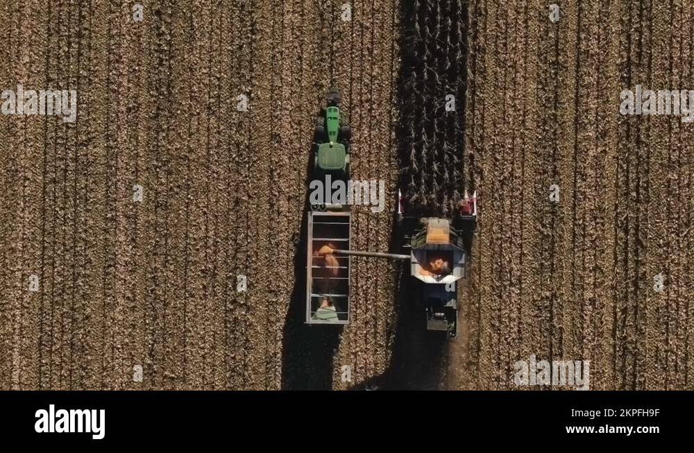 Maize harvester harvesting maize corn Stock Videos & Footage - HD and ...