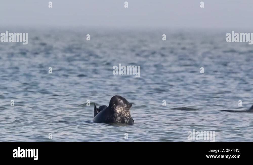 Suspicious Ringed seal (Pusa hispida) lies on underwater rock in Baltic ...