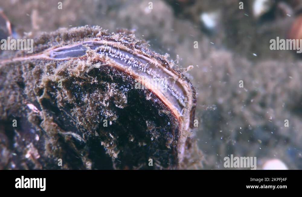 Mussel mollusc bivalve Stock Videos & Footage - HD and 4K Video Clips ...