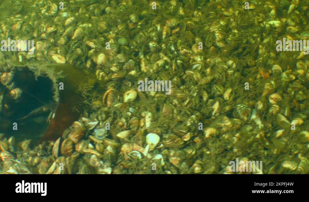 Freshwater plastic pollution Stock Videos & Footage - HD and 4K Video ...