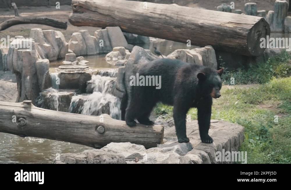 Bear the cross Stock Videos & Footage - HD and 4K Video Clips - Alamy