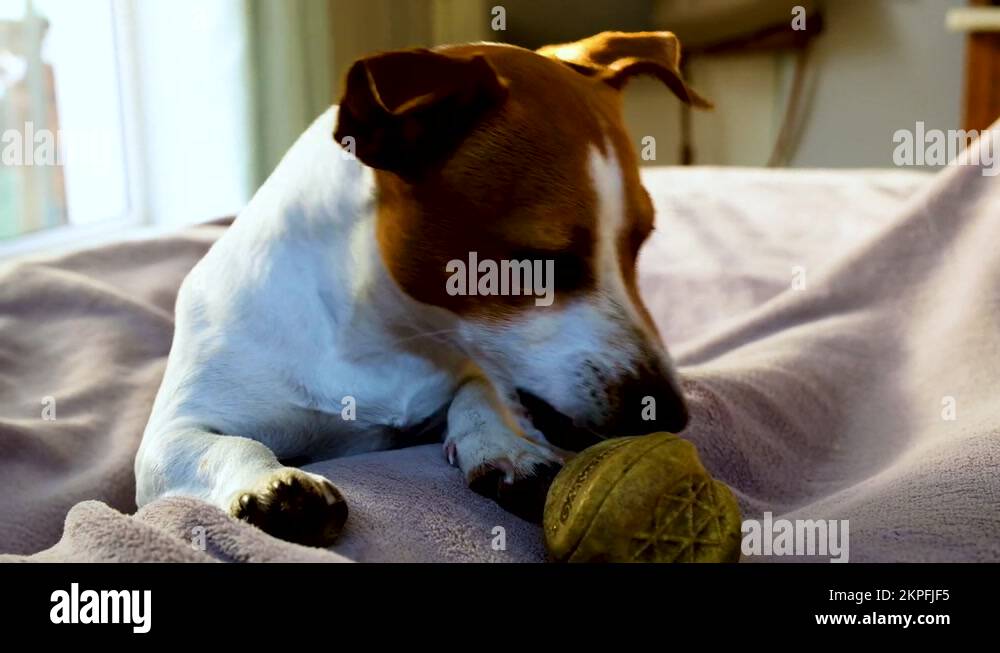 Distracted dog Stock Videos & Footage - HD and 4K Video Clips - Alamy