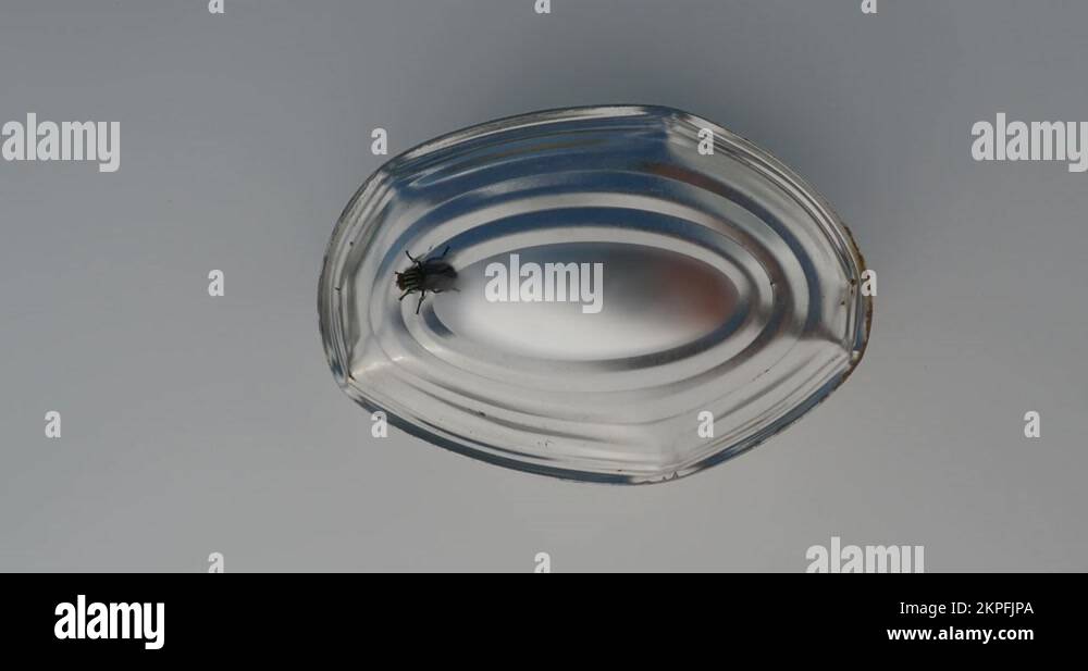 Swollen unhealthy Stock Videos & Footage - HD and 4K Video Clips - Alamy