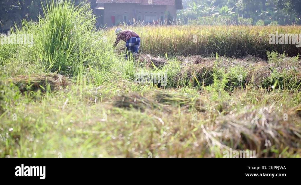 People Asian farmer harvest of the rice field in harvest season, and ...