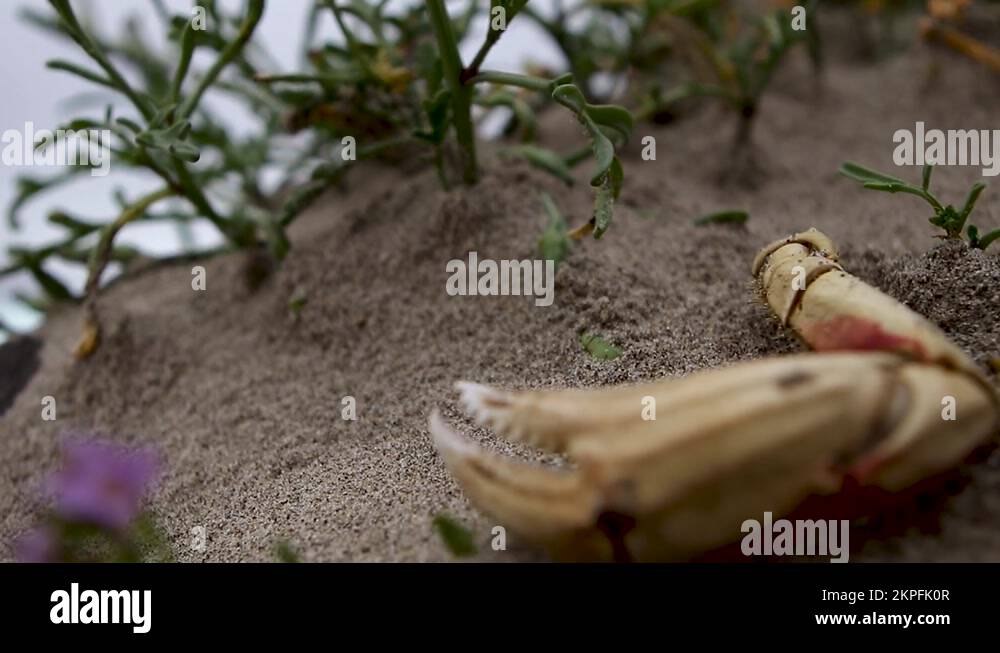 Laying claw Stock Videos & Footage - HD and 4K Video Clips - Alamy