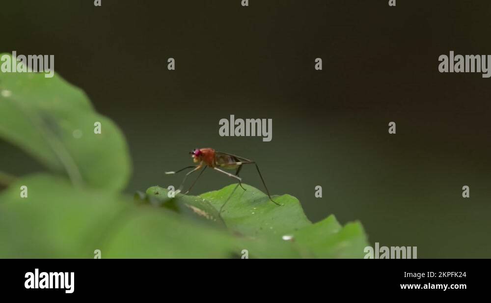 Fly with long legs Stock Videos & Footage - HD and 4K Video Clips - Alamy