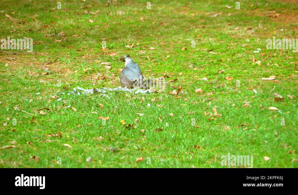 Death hawk Stock Videos & Footage - HD and 4K Video Clips - Alamy