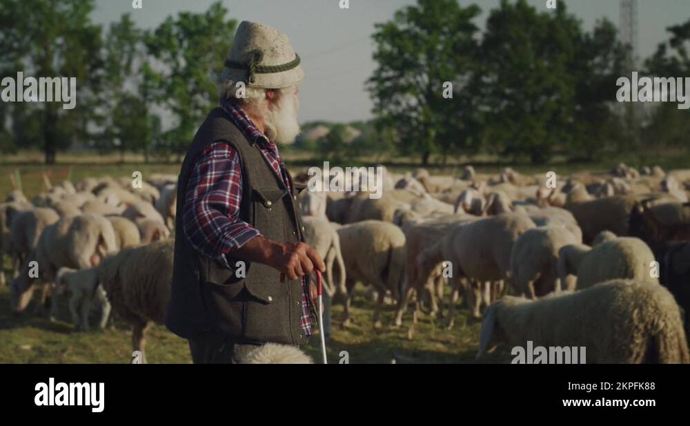 Senior shepherd is gathering and leading flock of sheep and goats on ...