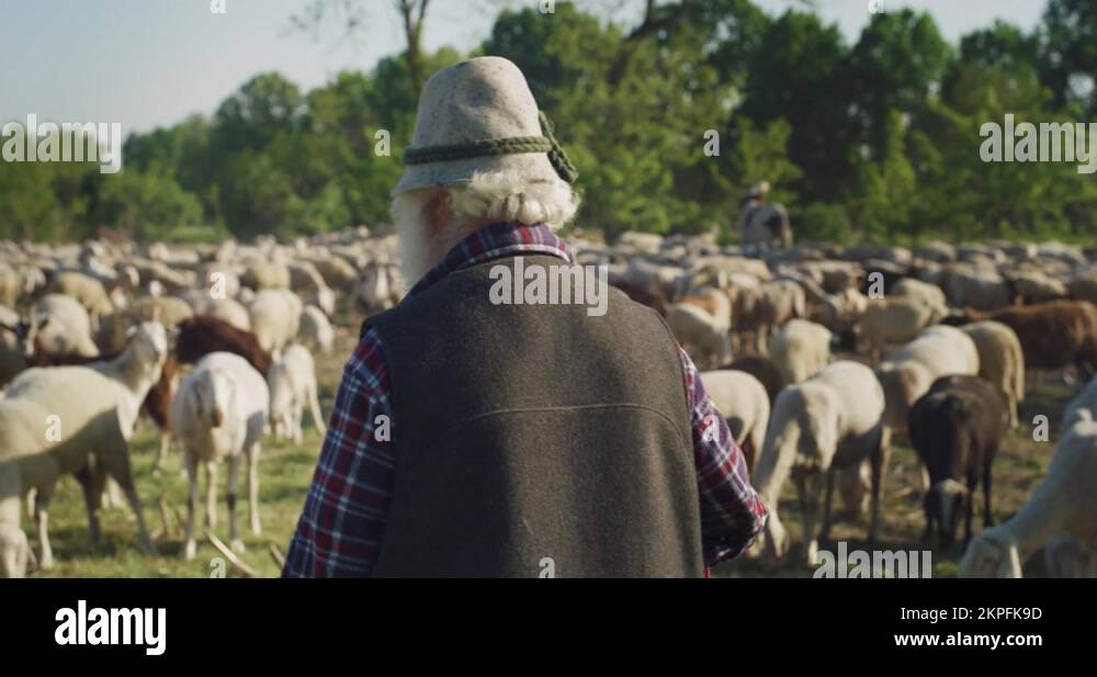 Senior shepherd is gathering and leading flock of sheep and goats on ...