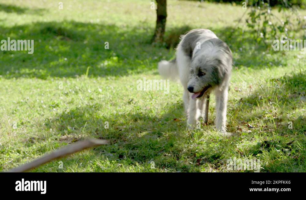Romanian shepherd dog transylvania romania Stock Videos & Footage - HD ...