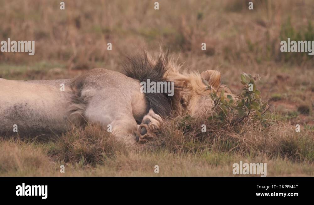 Lion falling asleep lying on his side in african savannah grass Stock ...