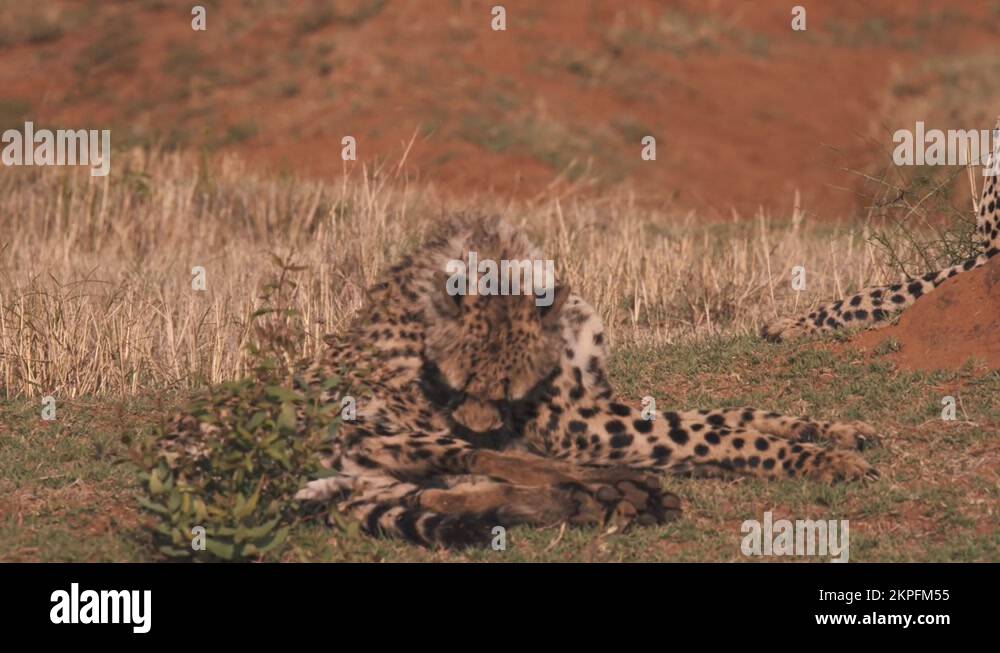 Cheetah fur pattern Stock Videos & Footage - HD and 4K Video Clips - Alamy