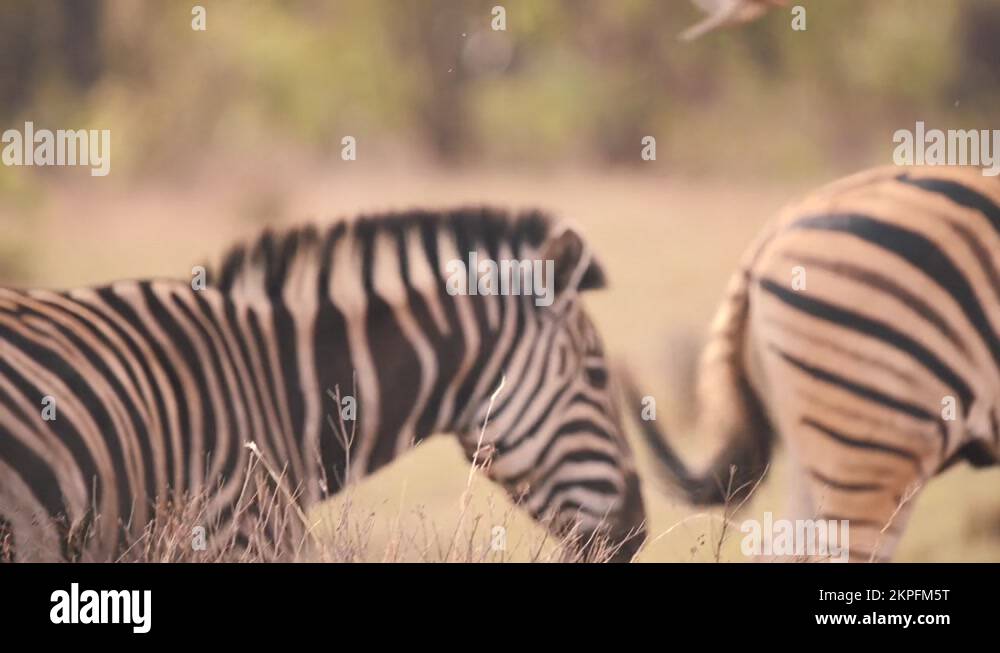 Plains zebras grazing in african savannah, oxpecker bird flying above ...
