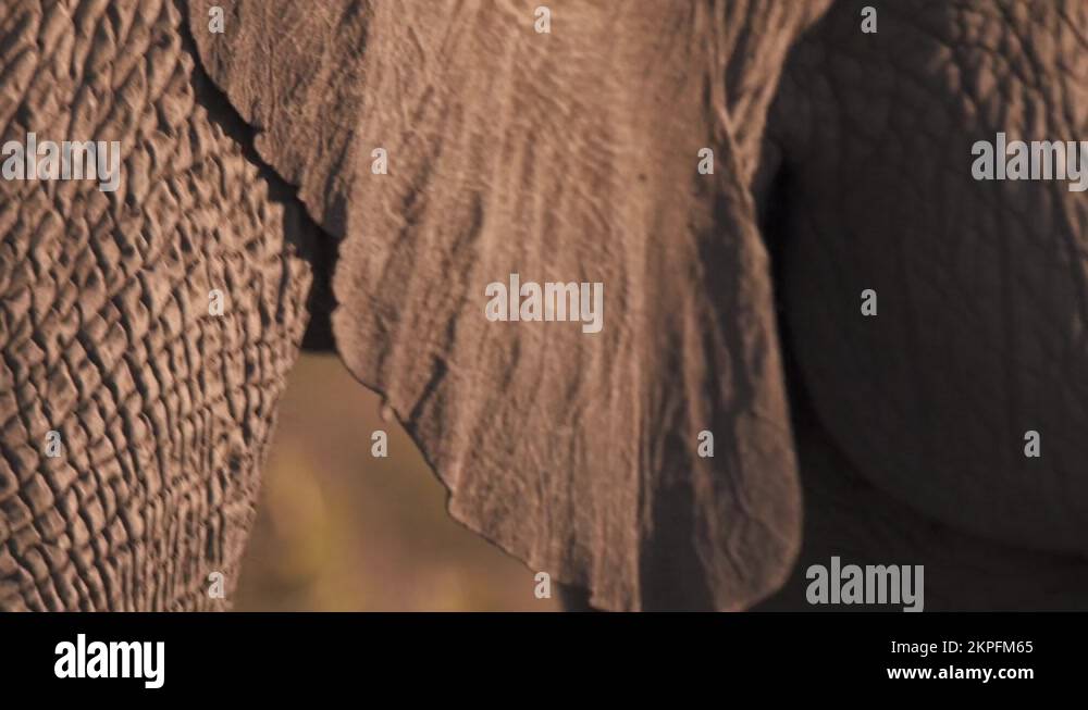 African elephant ear Stock Videos & Footage - HD and 4K Video Clips - Alamy