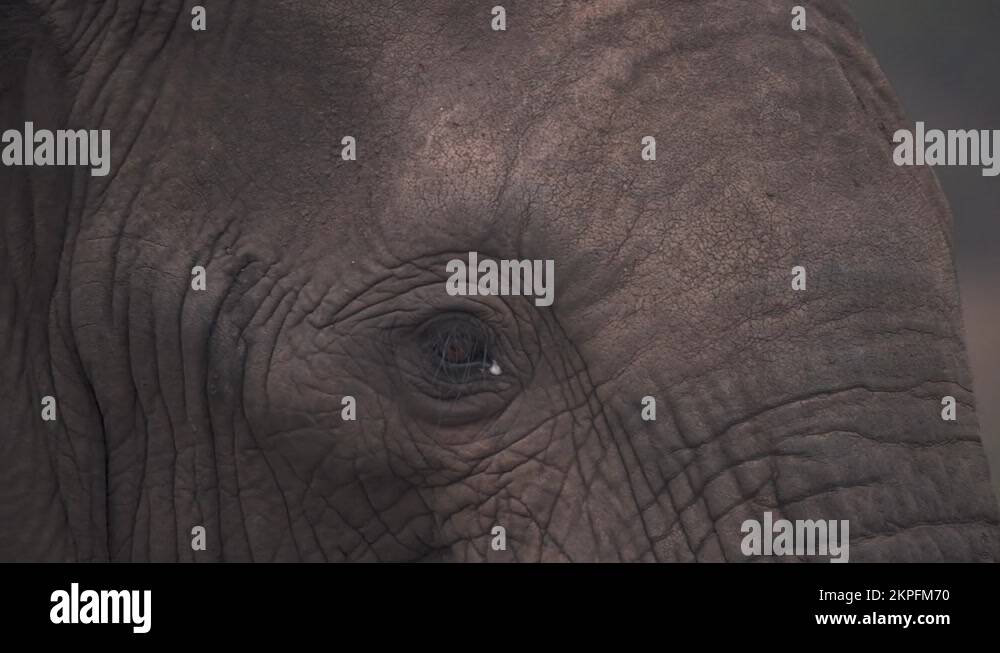 Close up african elephant forehead Stock Videos & Footage - HD and 4K ...