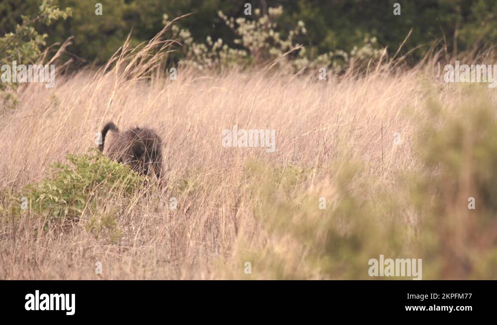Digging roots Stock Videos & Footage - HD and 4K Video Clips - Alamy
