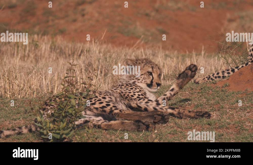 Cheetah paw Stock Videos & Footage - HD and 4K Video Clips - Alamy