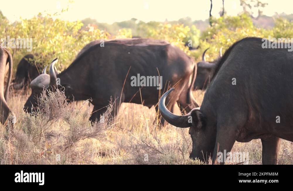 Grassland herbivore Stock Videos & Footage - HD and 4K Video Clips - Alamy
