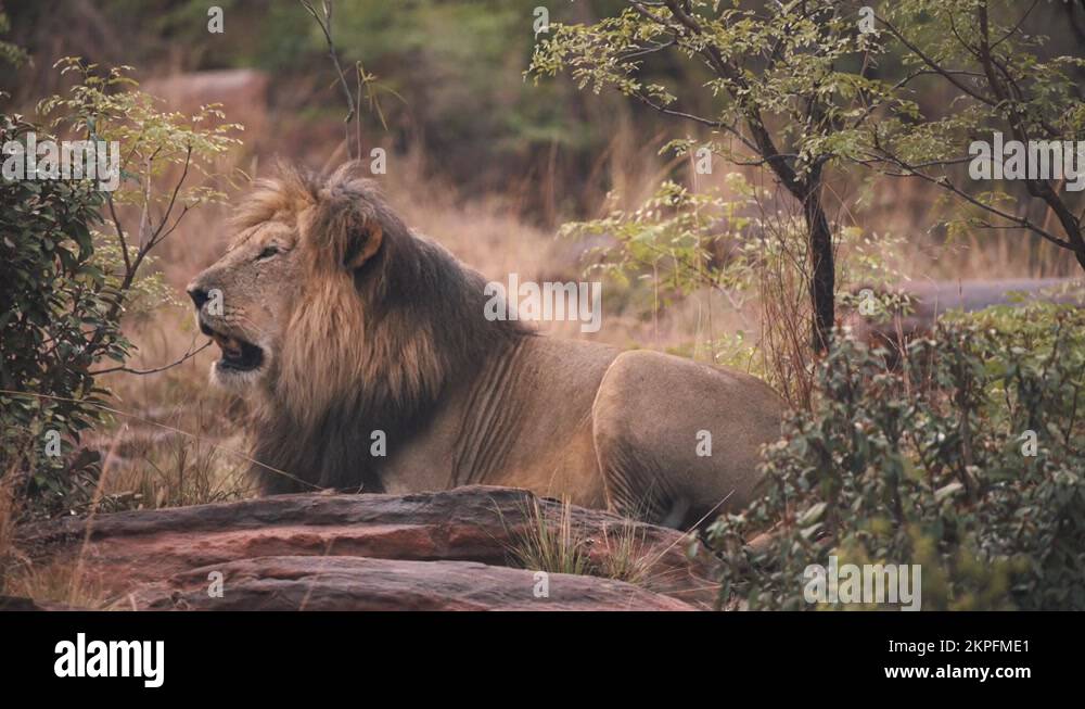Lion roaring mane Stock Videos & Footage - HD and 4K Video Clips - Alamy