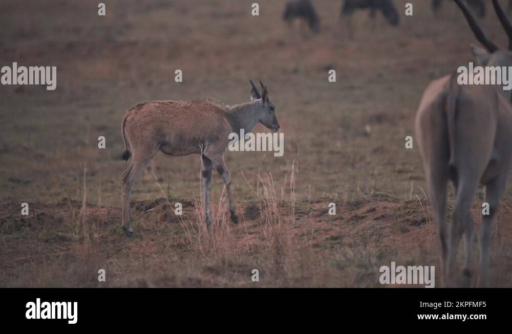 Antelopecalf Stock Videos & Footage - HD and 4K Video Clips - Alamy