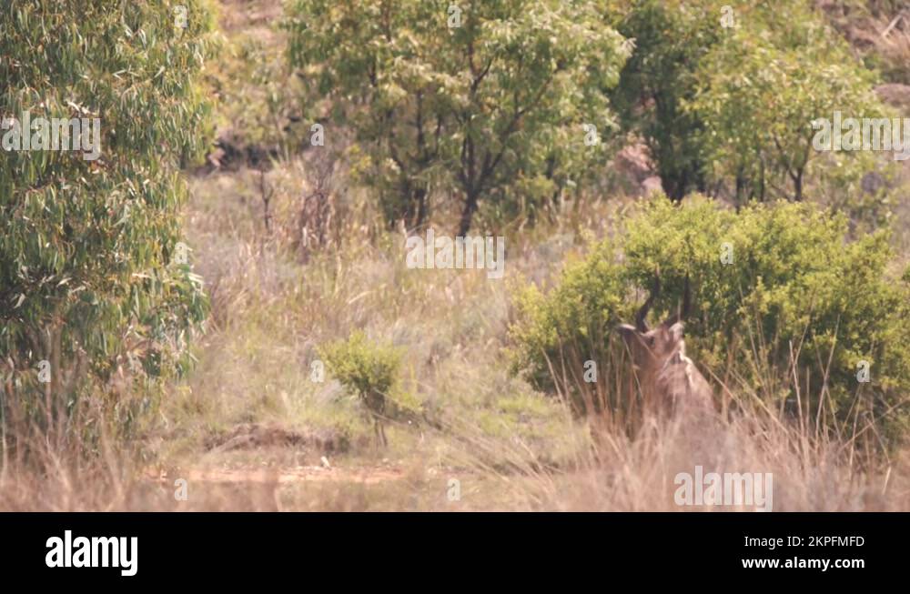 Bushland habitat Stock Videos & Footage - HD and 4K Video Clips - Alamy