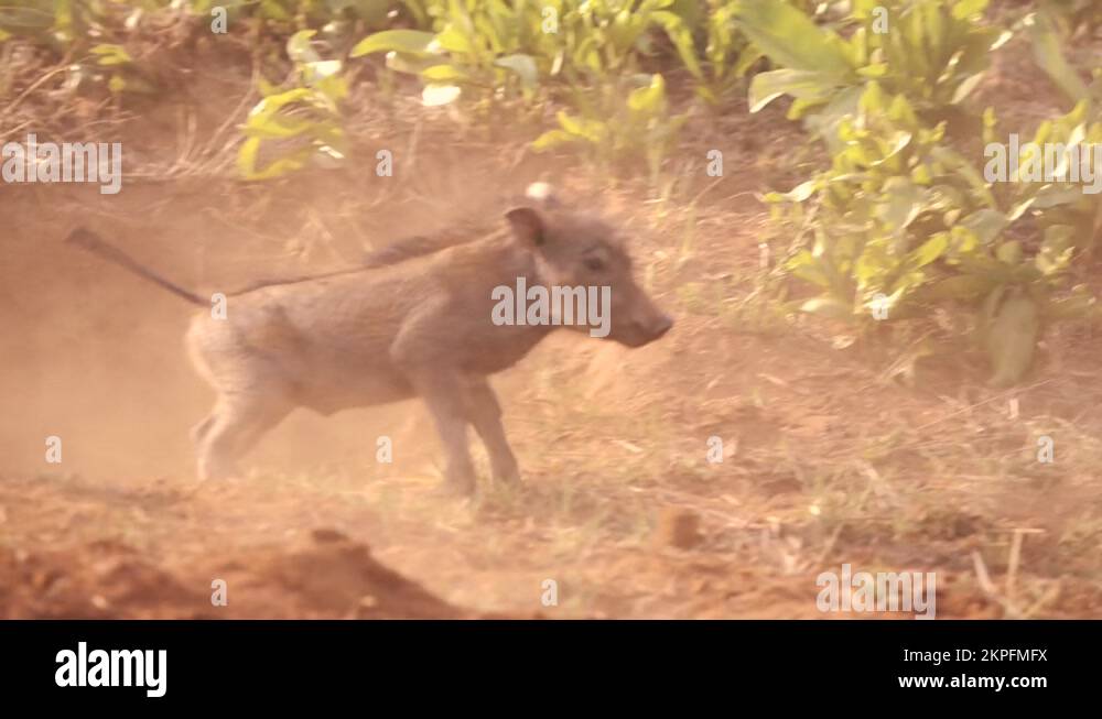 Warthog piglet peeking out from dusty burrow then hiding back in again ...