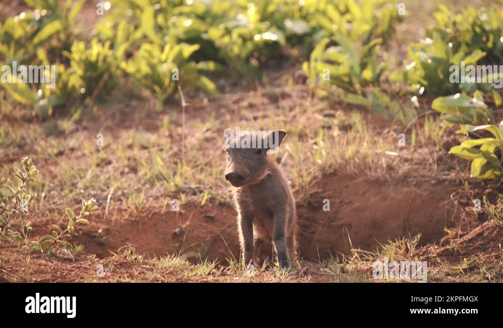Warthog and piglet Stock Videos & Footage - HD and 4K Video Clips - Alamy