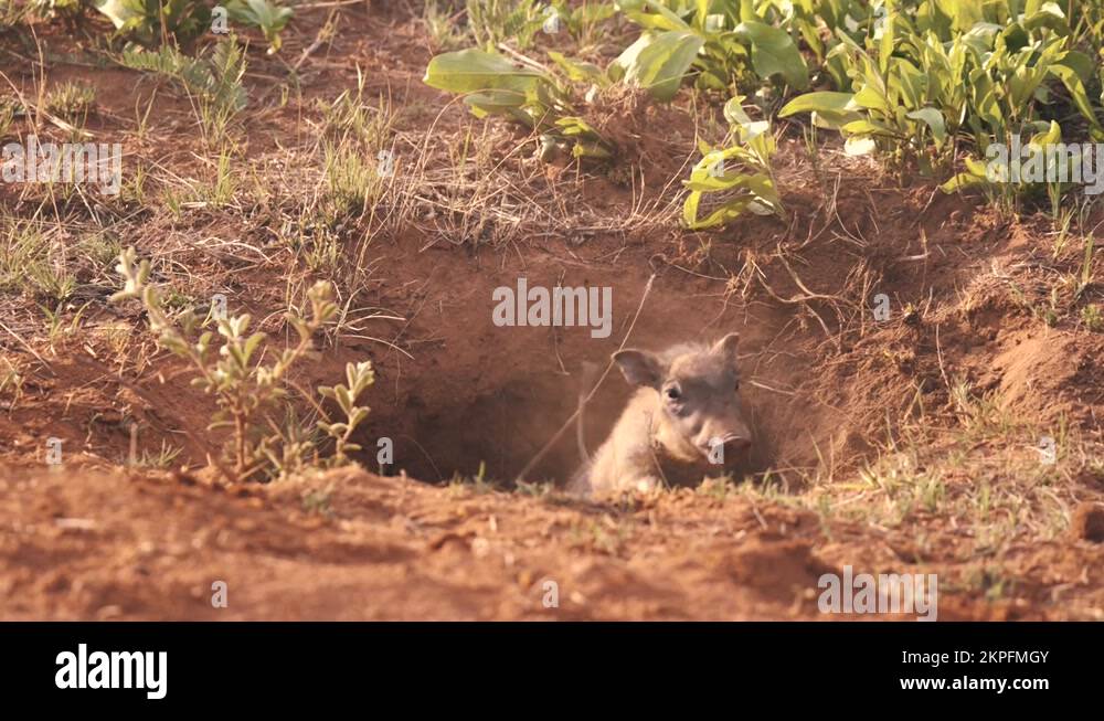 African warthog piglet cautiously peeking out from dusty ground burrow ...