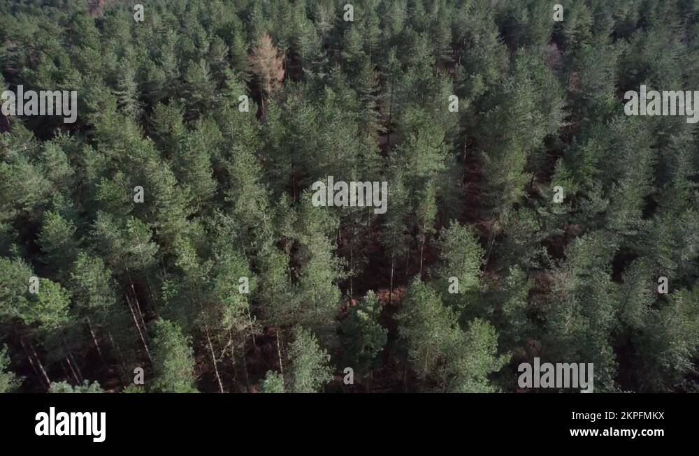 Scots pine plantation Stock Videos & Footage - HD and 4K Video Clips ...