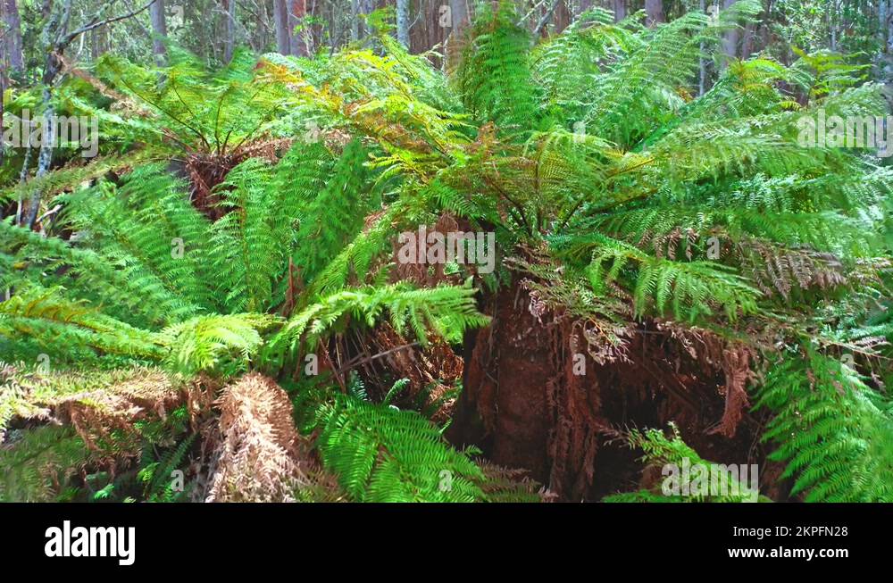 Native to tasmania Stock Videos & Footage - HD and 4K Video Clips - Alamy