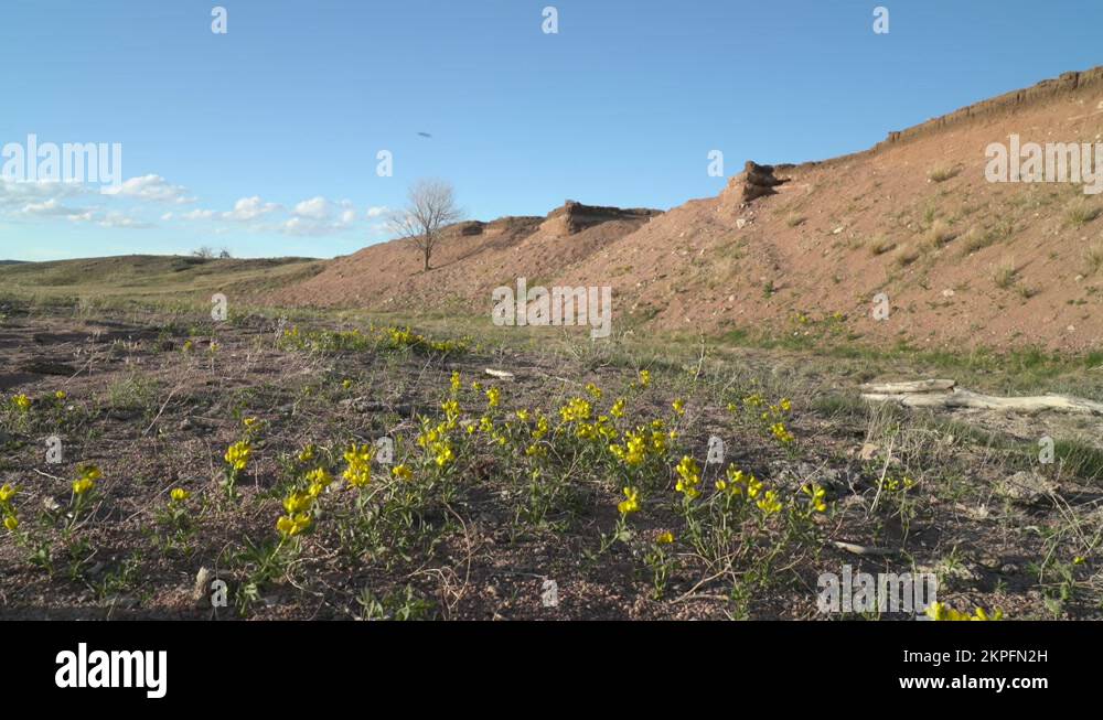 Thermopsisrhombifolia Stock Videos & Footage - HD and 4K Video Clips ...