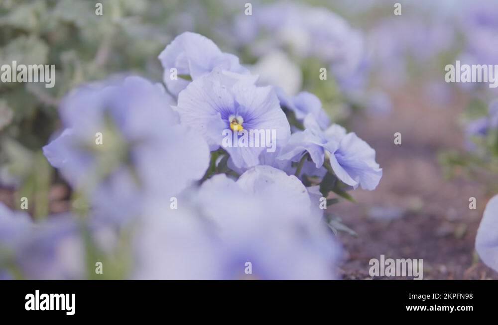 Pastel bloom Stock Videos & Footage - HD and 4K Video Clips - Alamy