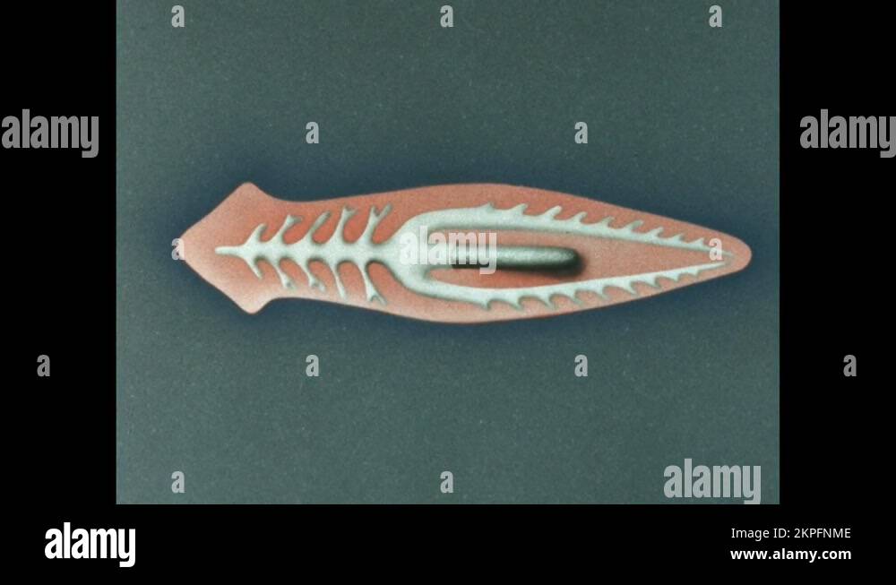 1970s Diagram Of Flatworm Drawing Of Inside Of Flatworm Organ Inside Flatworm Stock Video