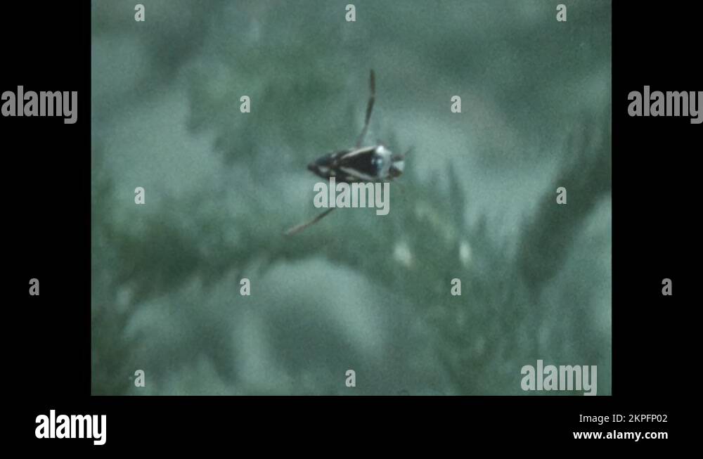 1970s: Water strider at the surface. Tip of a fishing pole. Bobber ...