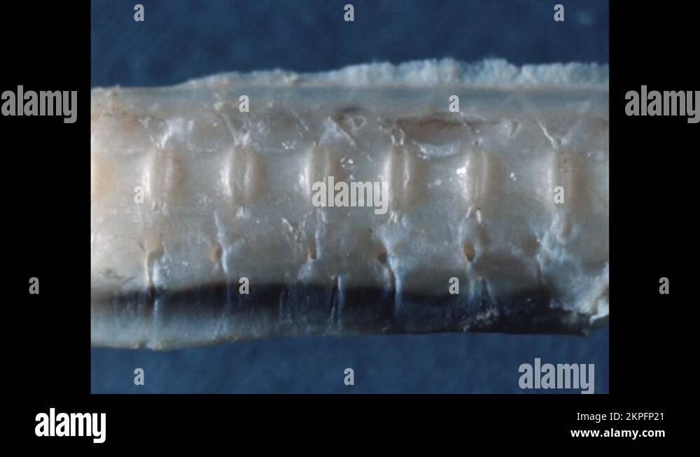 Shark dissection Stock Videos & Footage - HD and 4K Video Clips - Alamy