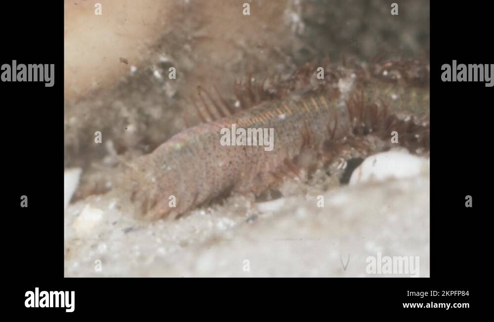 Blood worms Stock Videos & Footage - HD and 4K Video Clips - Alamy