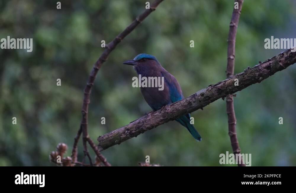 Raptors of india Stock Videos & Footage - HD and 4K Video Clips - Alamy