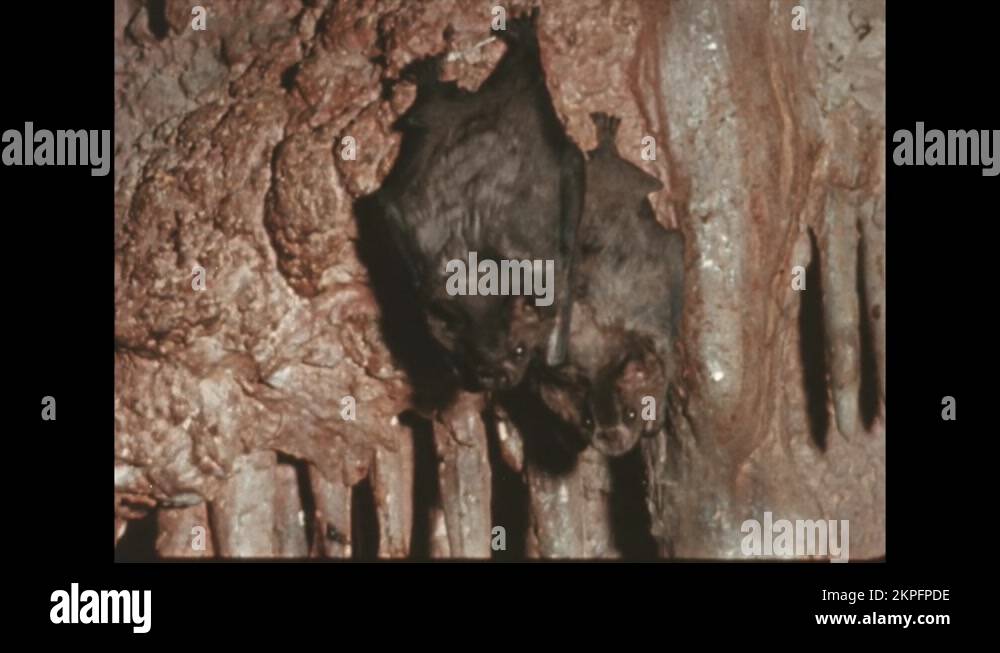 1980s: Bats hang from walls of cavern. Bats fly in and out of cave ...