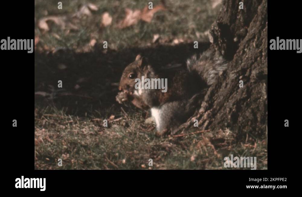Squirrel with acorn Stock Videos & Footage - HD and 4K Video Clips - Alamy