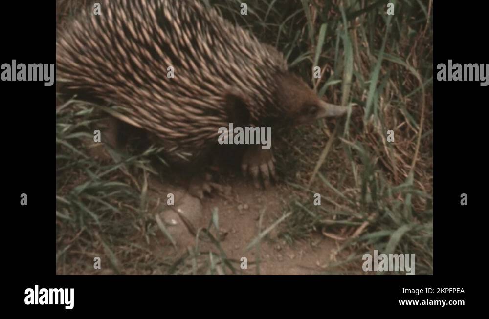 Animals with pouch Stock Videos & Footage - HD and 4K Video Clips - Alamy